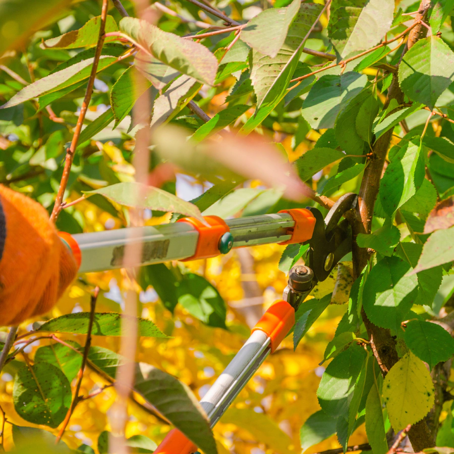 Tree Pruning Services Burnsville, MN | Summit Tree Care Pros